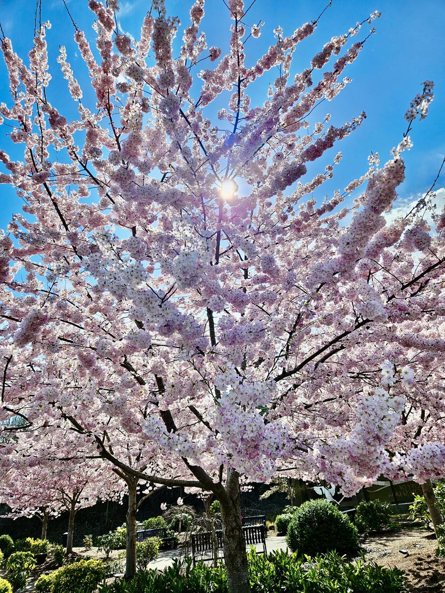 Gresham’s Akebono cherry trees at Ebetsu Plaza are in full bloom | The ...